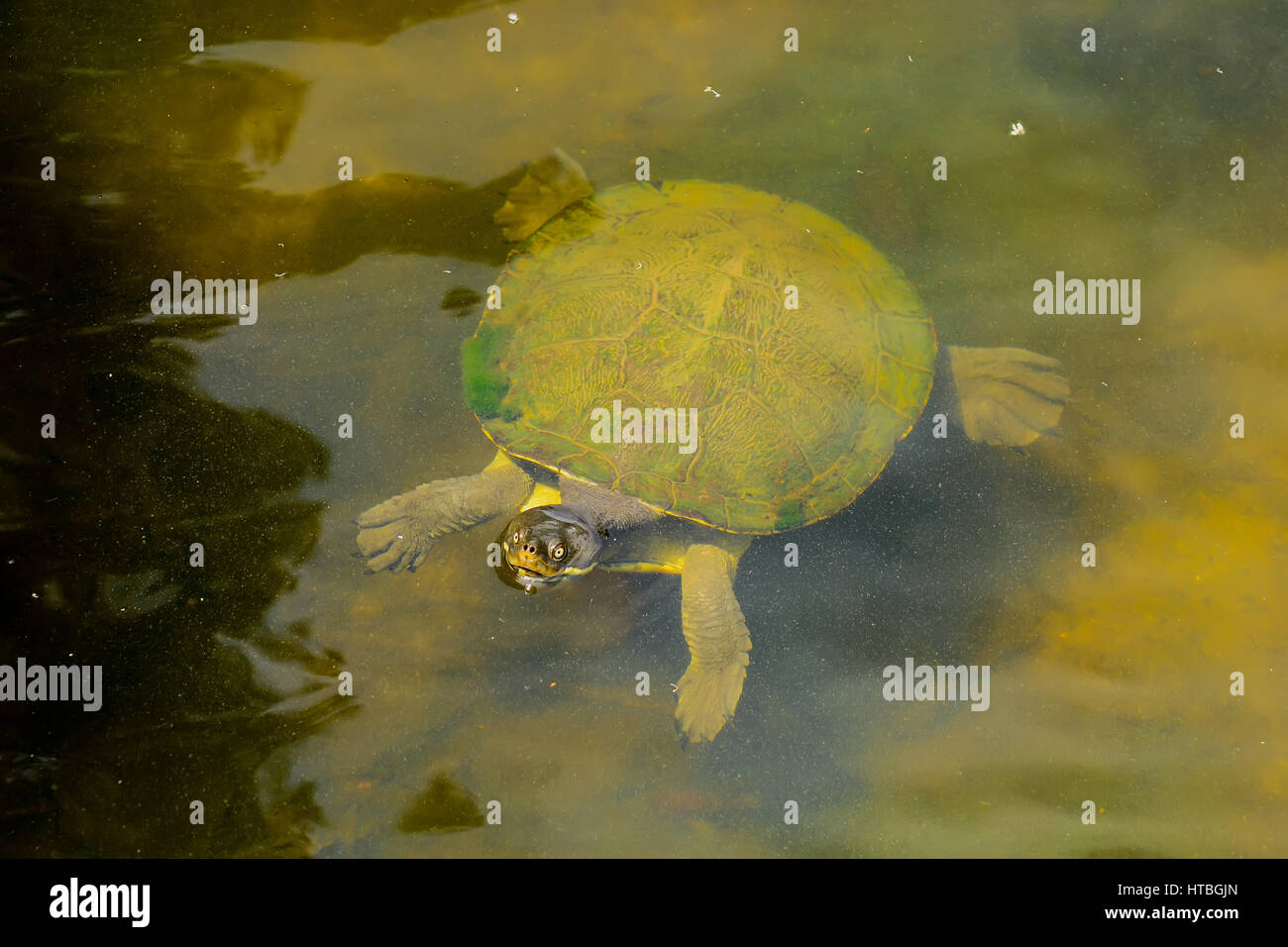 Aquatic turtle floating trick-or-treating Stock Photo - Alamy