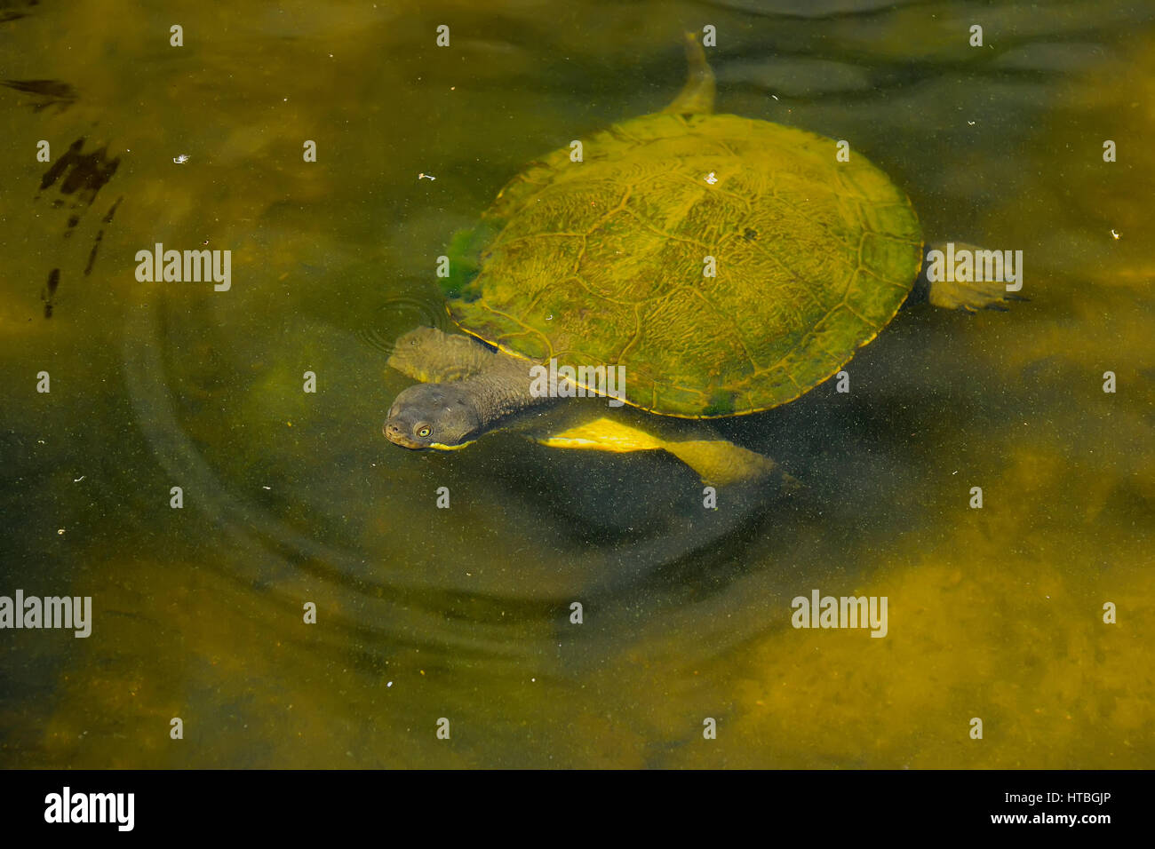 Aquatic turtle floating trick-or-treating Stock Photo - Alamy