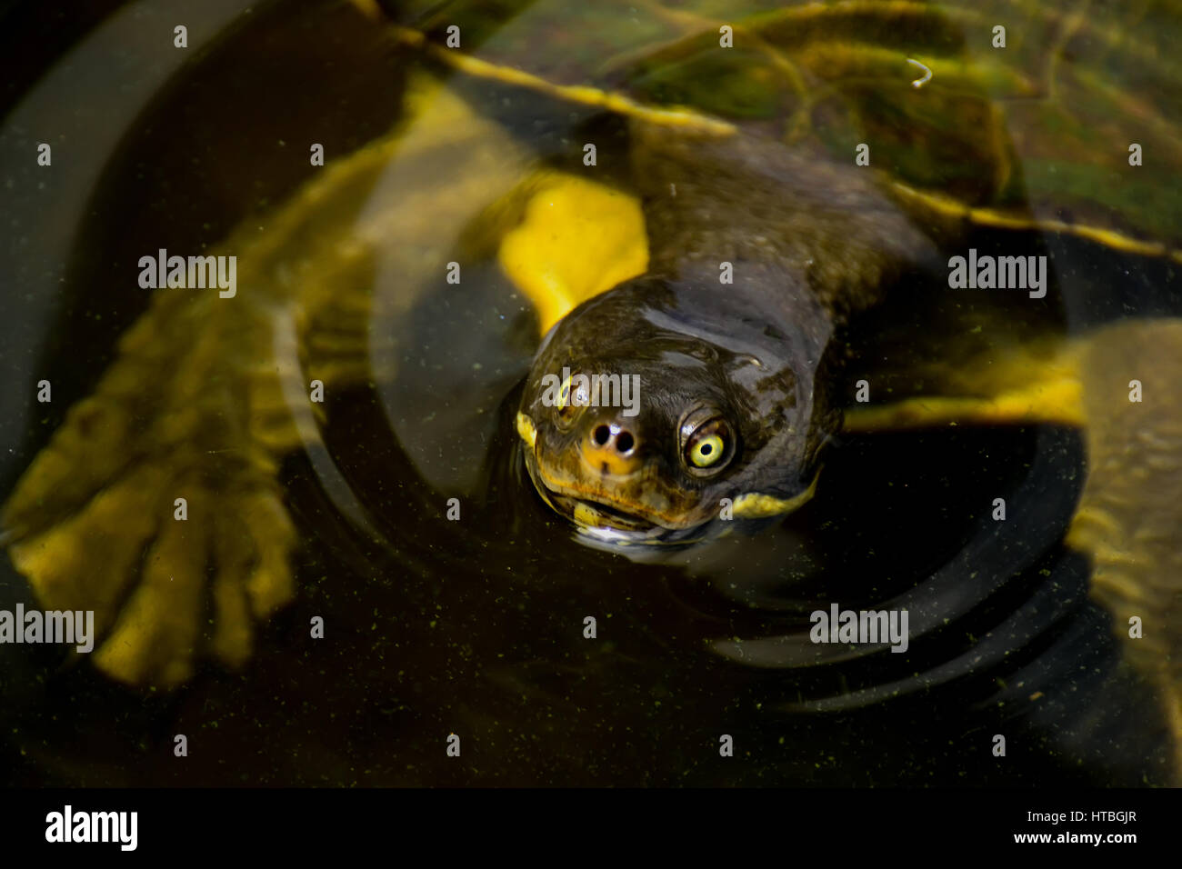 Aquatic turtle floating trick-or-treating Stock Photo - Alamy