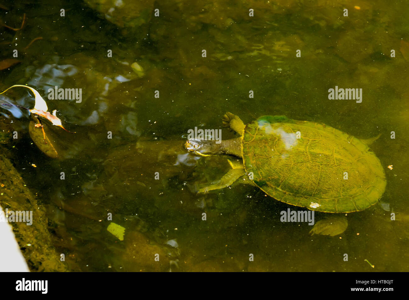 Aquatic turtle floating trick-or-treating Stock Photo - Alamy