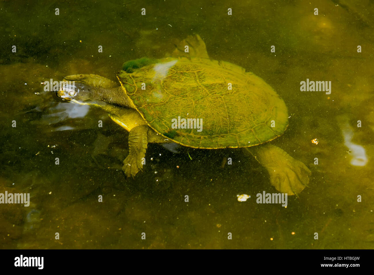 Aquatic turtle floating trick-or-treating Stock Photo - Alamy