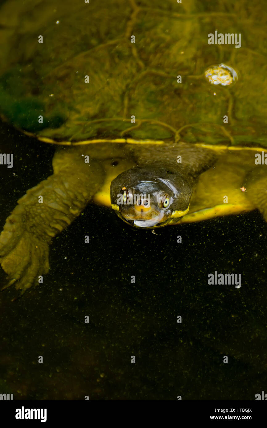 Aquatic turtle floating trick-or-treating Stock Photo - Alamy