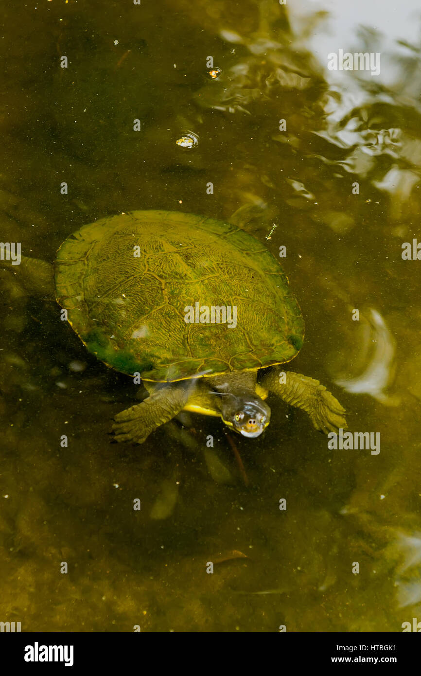Aquatic turtle floating trick-or-treating Stock Photo - Alamy