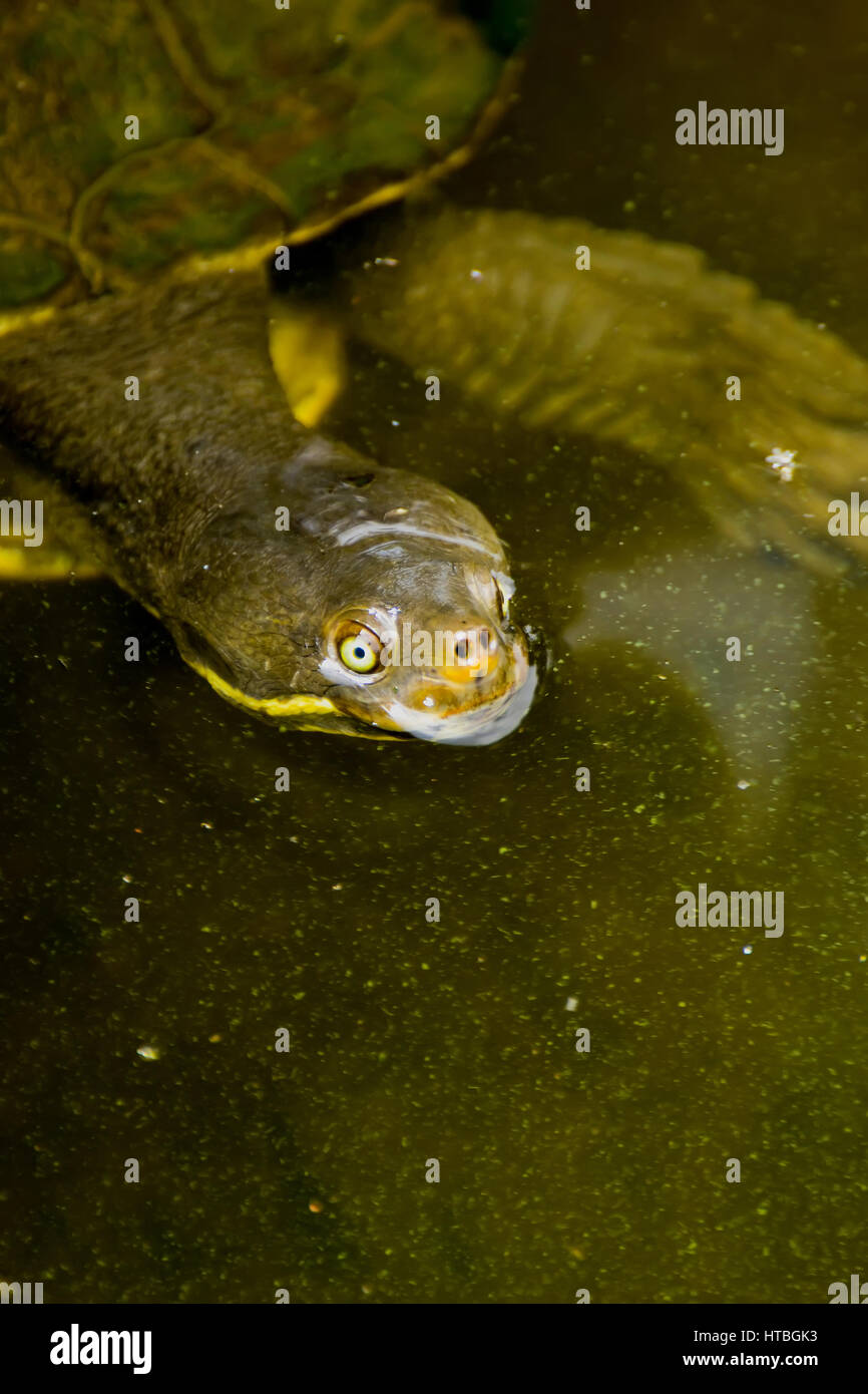 Aquatic turtle floating trick-or-treating Stock Photo - Alamy