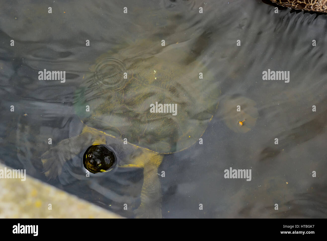 Aquatic turtle floating trick-or-treating Stock Photo - Alamy