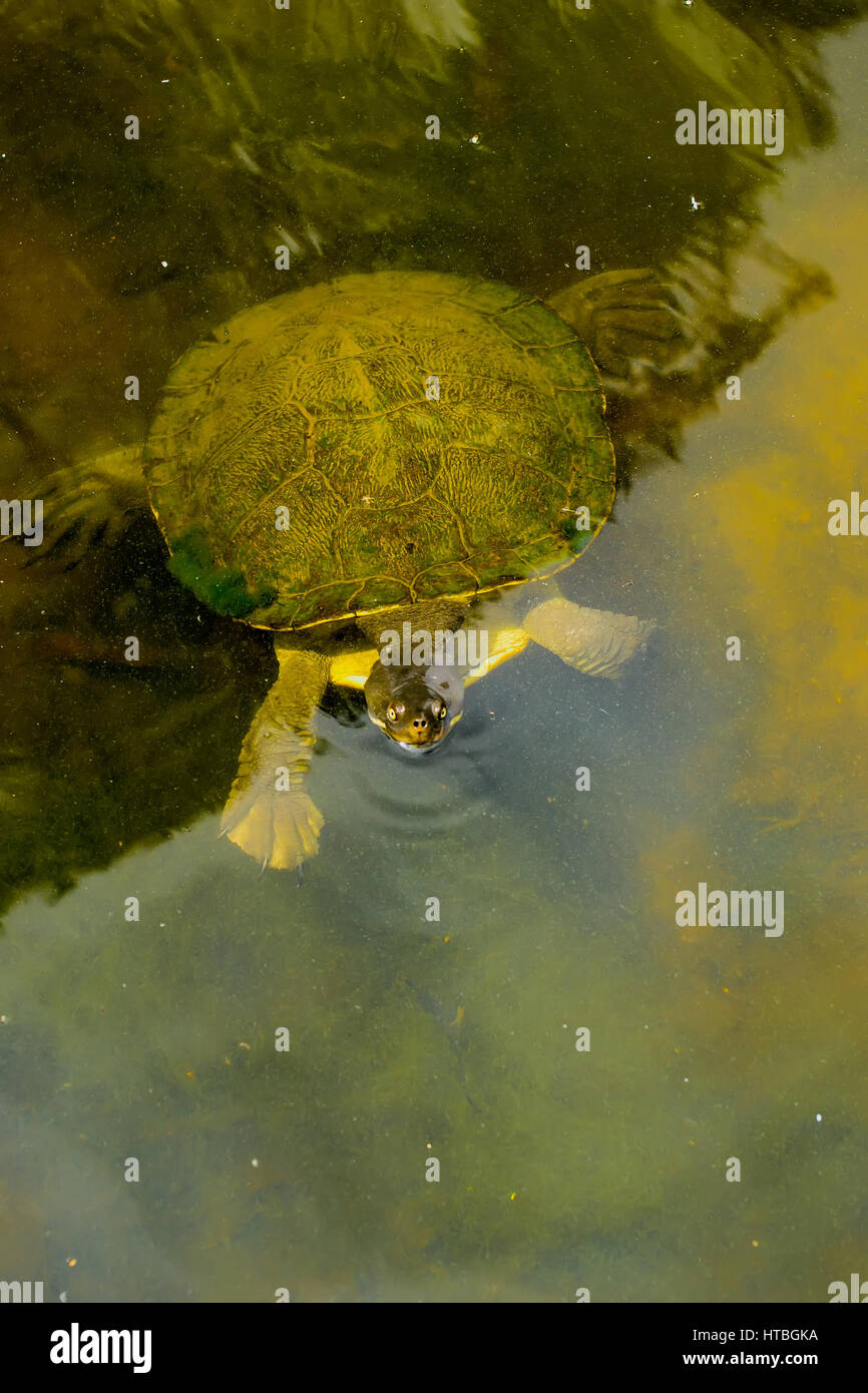 Aquatic turtle floating trick-or-treating Stock Photo - Alamy