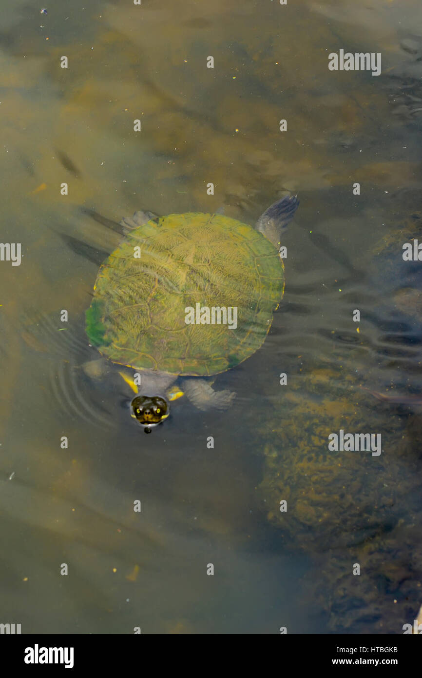 Aquatic turtle floating trick-or-treating Stock Photo - Alamy