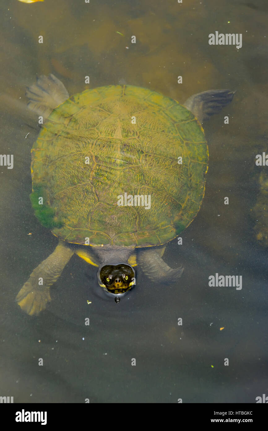 Aquatic turtle floating trick-or-treating Stock Photo - Alamy