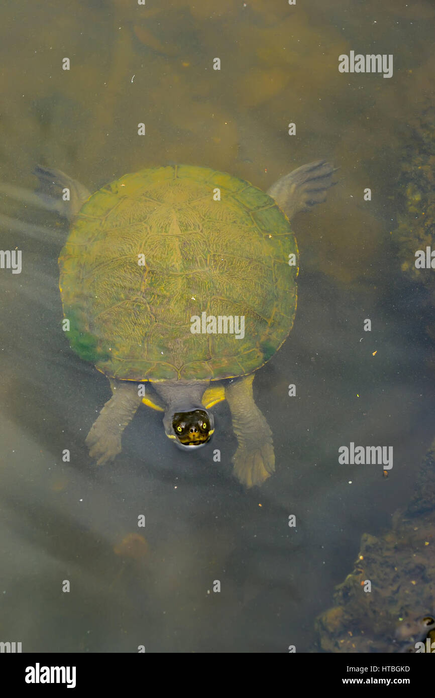Aquatic turtle floating trick-or-treating Stock Photo - Alamy
