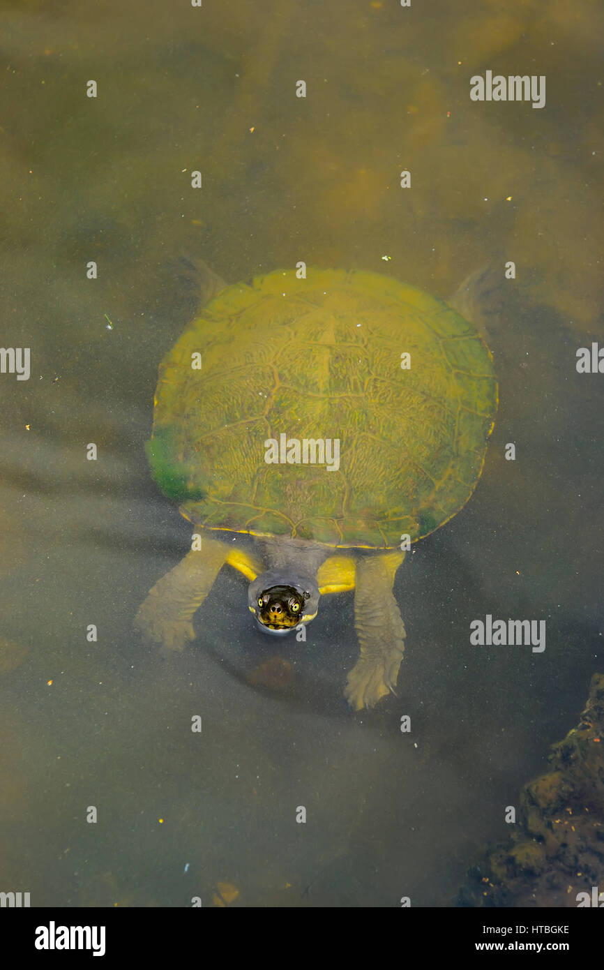 Aquatic turtle floating trick-or-treating Stock Photo - Alamy