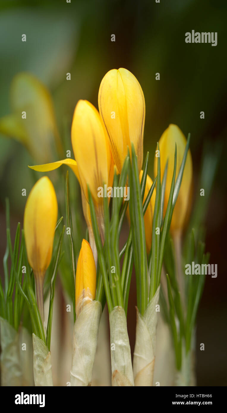 Beautiful photo of yellow crocuses on a bright spring grass Stock Photo ...