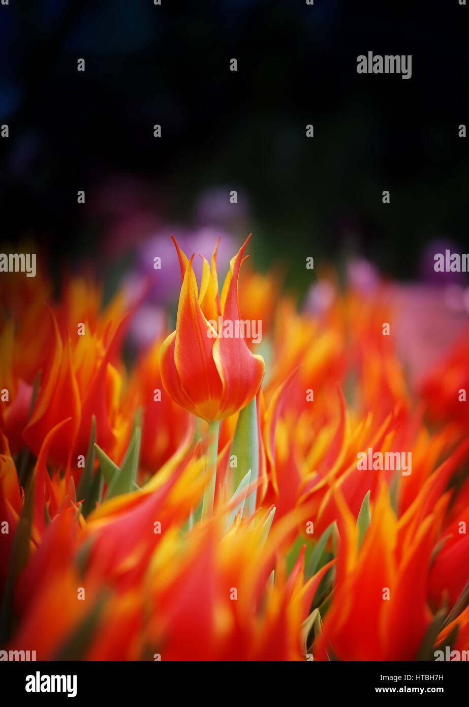 Fiery and lively hi-res stock photography and images - Alamy