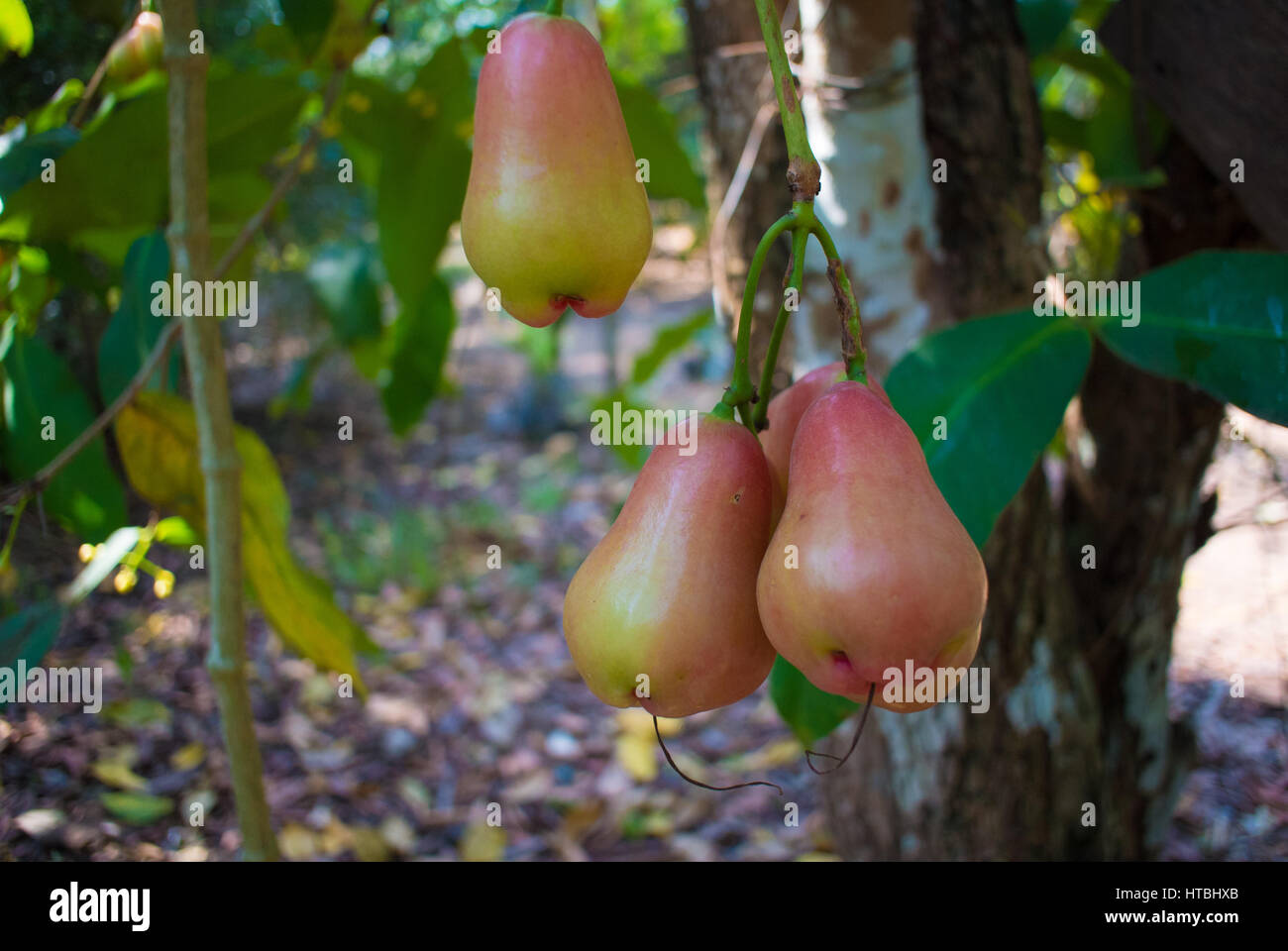 Chompoo hi-res stock photography and images - Alamy
