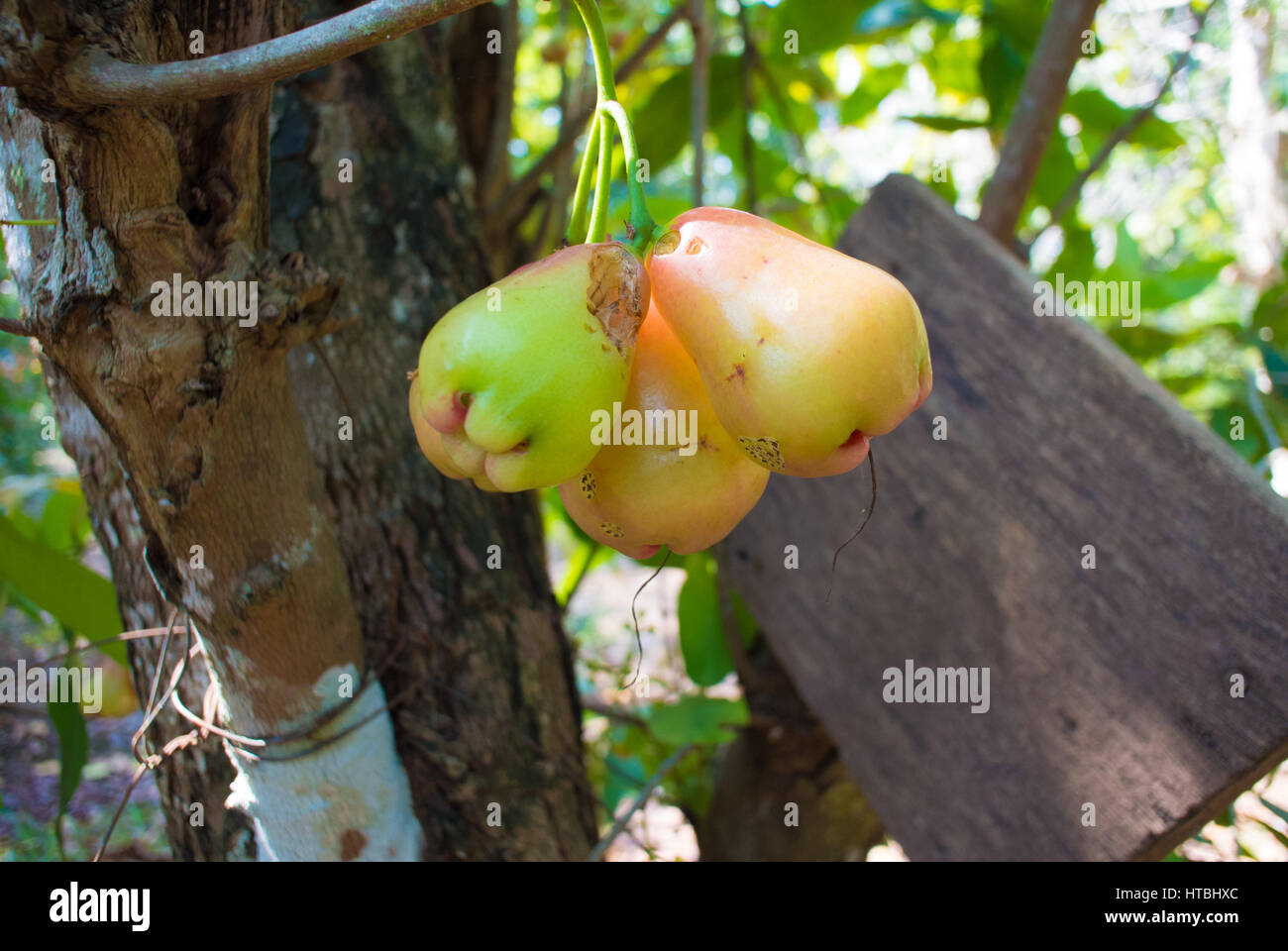 chompoo fruit Thailand Stock Photo - Alamy