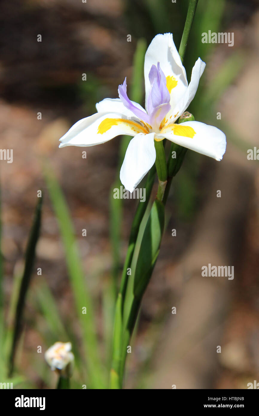 A flower blooms in Sydney (Australia Stock Photo - Alamy