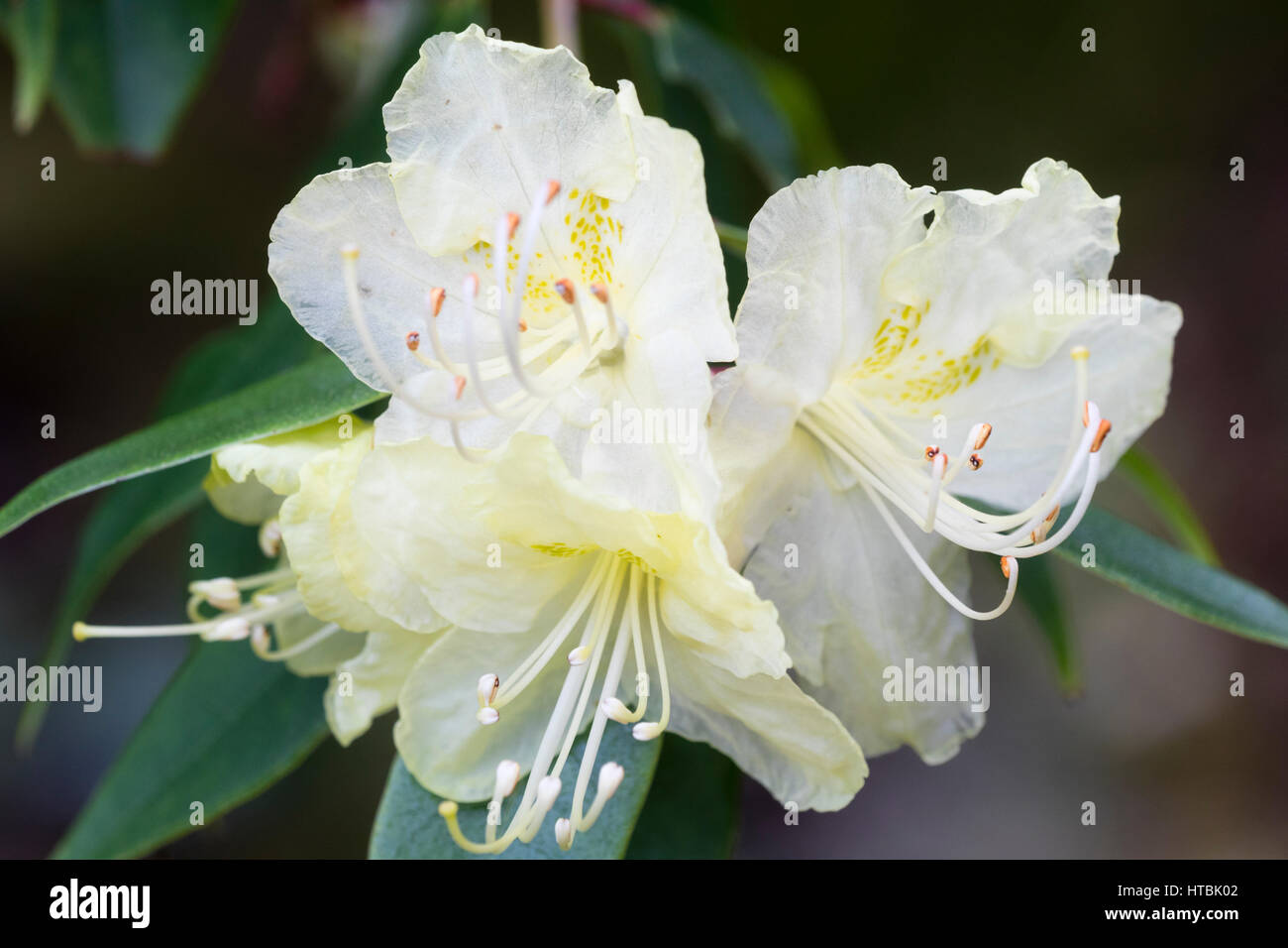 Yellow rhododendron rhododendron lutescens hi-res stock photography and ...