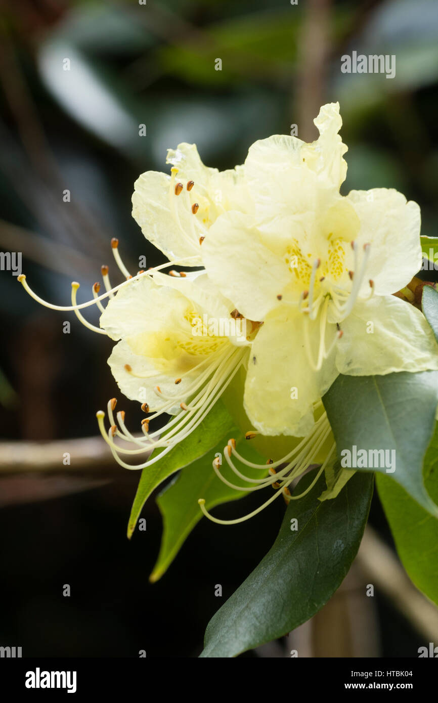 Yellow rhododendron rhododendron lutescens hi-res stock photography and ...