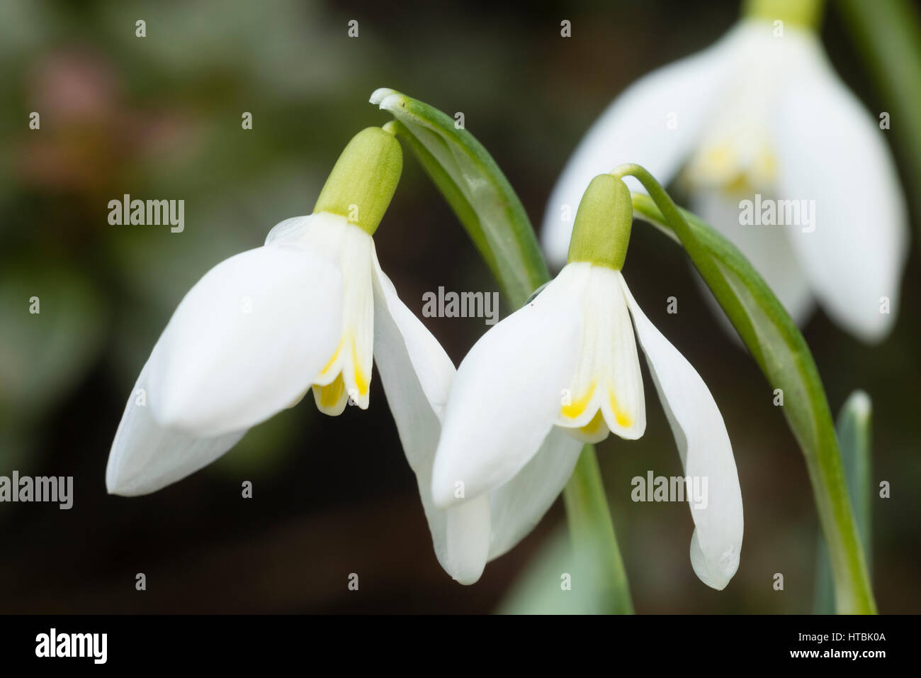 Rare snowdrop hi-res stock photography and images - Alamy
