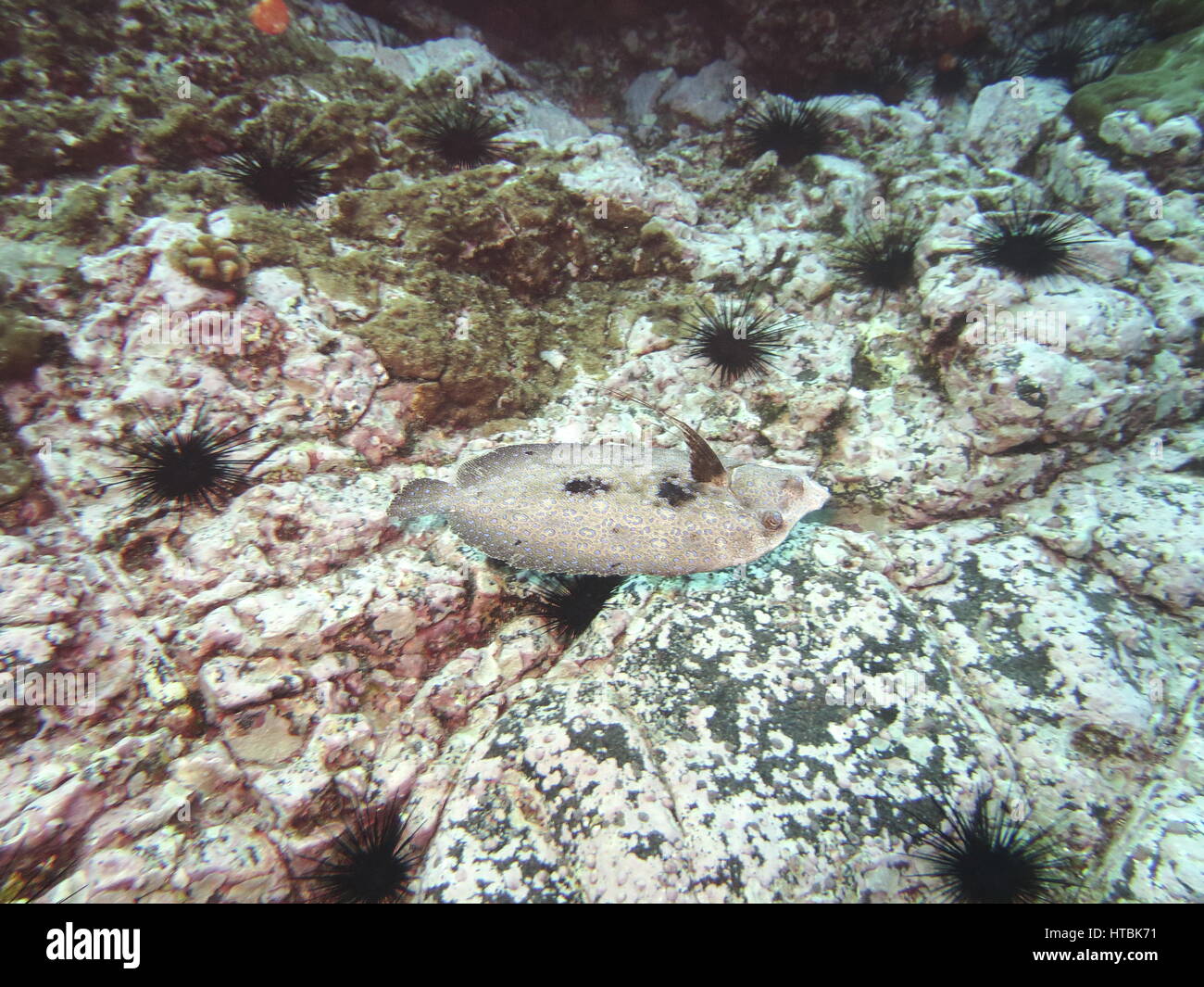 Swimming Pacific Leopard Flounder ( Bothus leopardinus ), Cocos island ...