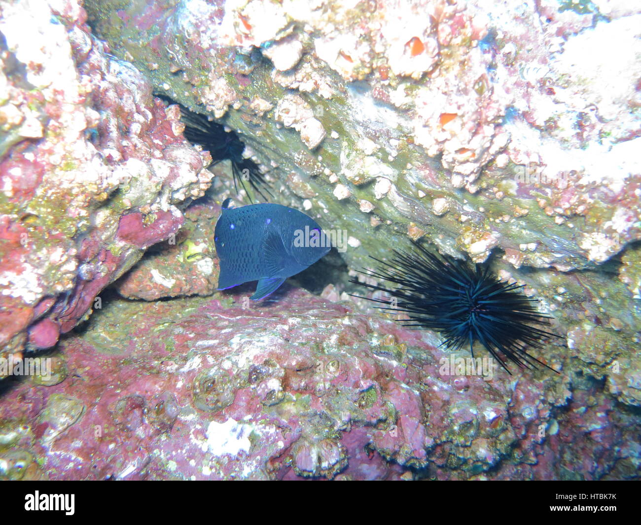 Giant damselfish microspathodon dorsalis hi-res stock photography and ...