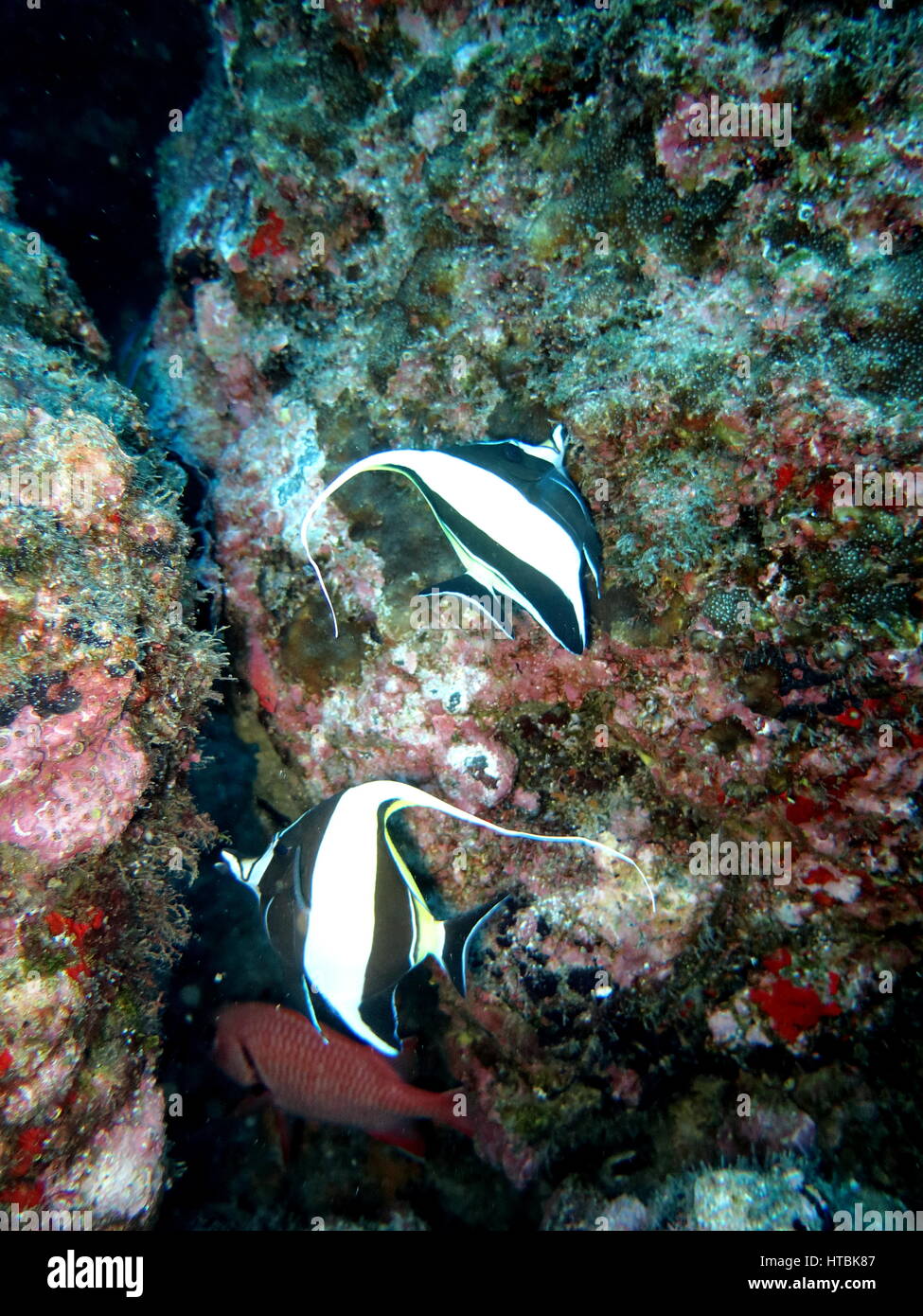 Moorish idol fish hi-res stock photography and images - Alamy