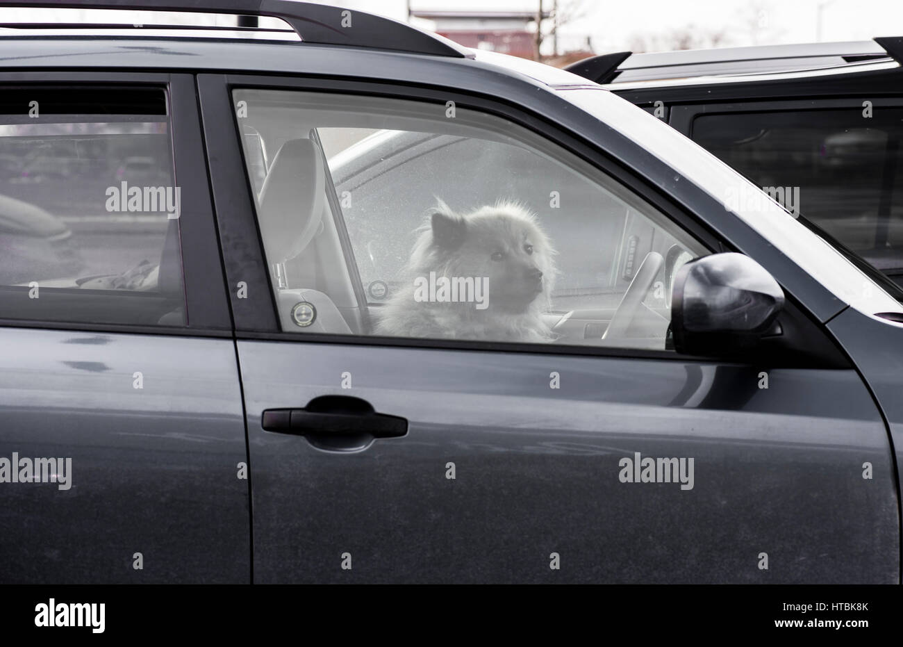 A dog sits behind the steering wheel of its owners vehicle giving the ...