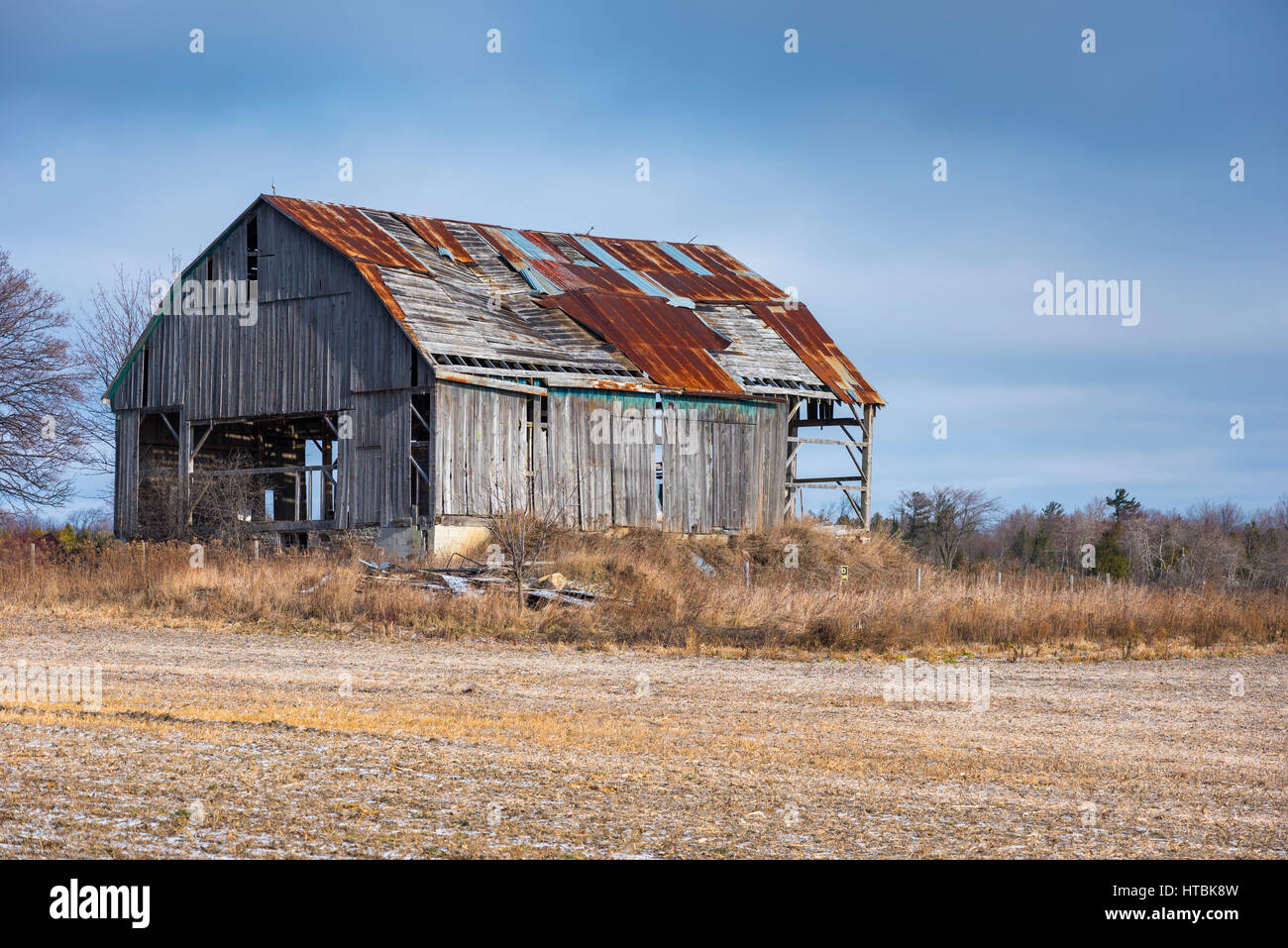 An old barn with weathered gray boards and a rusty roof sits in a farm ...