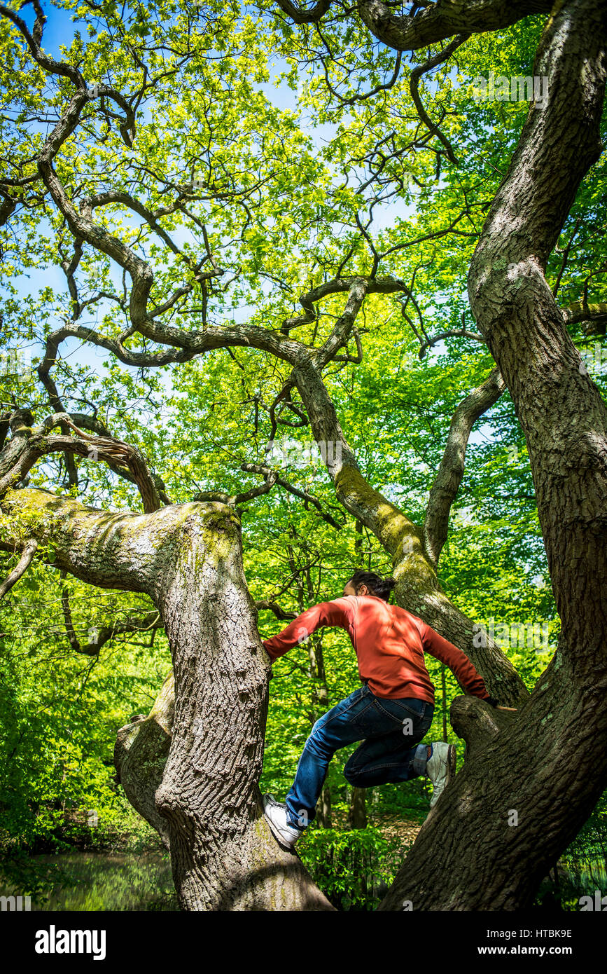 Epping Forest; London, England Stock Photo - Alamy