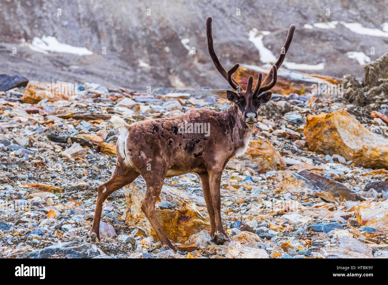 A bull caribou (Rangifer tarandus caribou) sporting velvet-covered ...