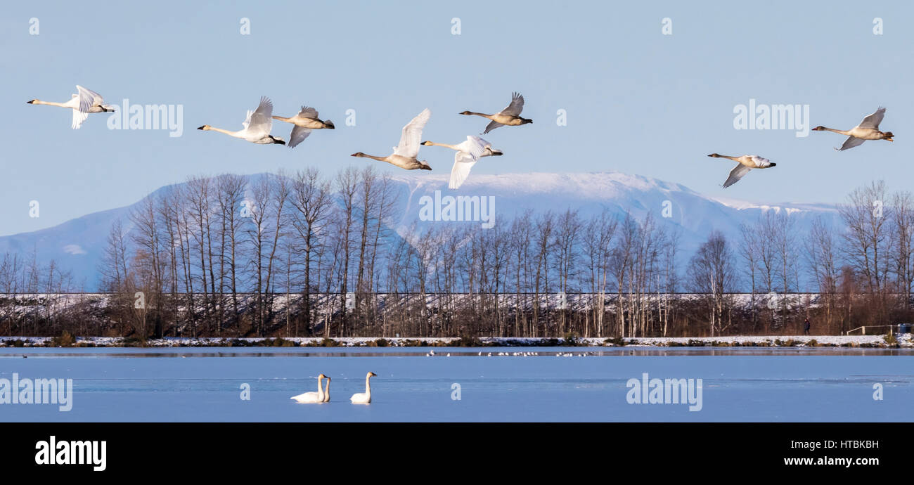 Trumpeter swans (Cygnus buccinator) migrating in autumn in Westchester ...