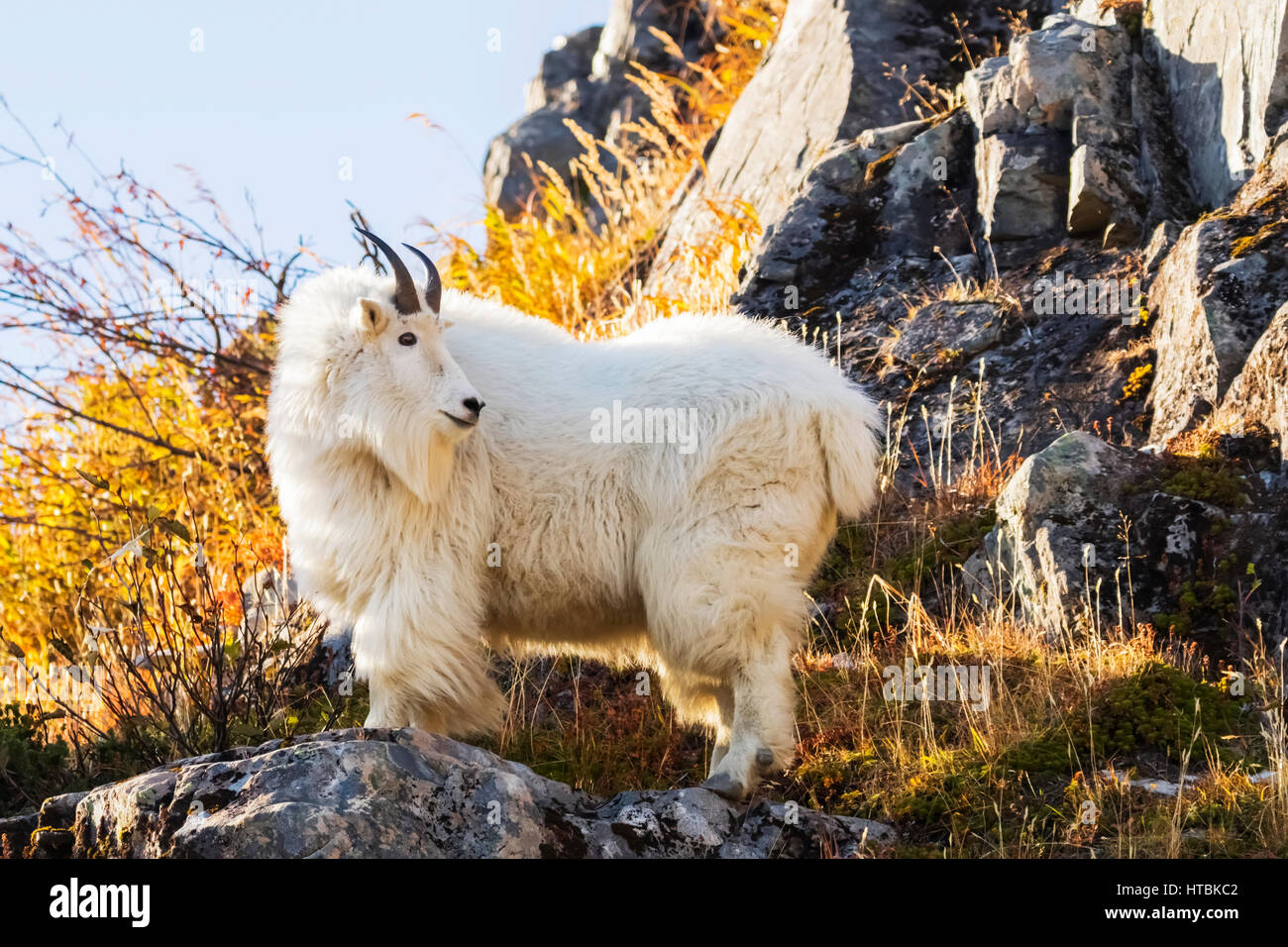 Mountain goat (Oreamnos americanus), Exit glacier area near Seward, in ...