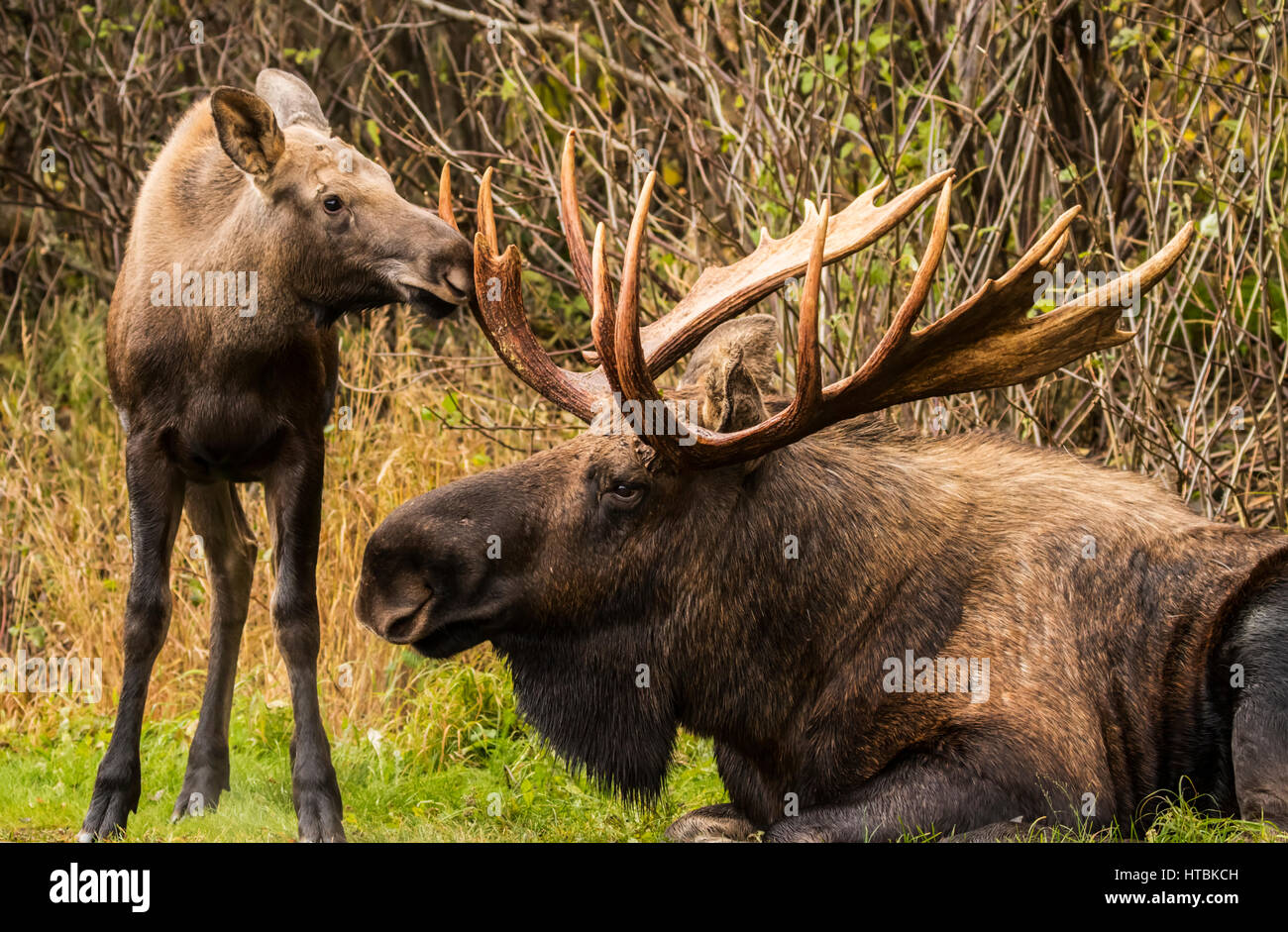 A young calf moose (alces alces) smiffing and bumping a large bull ...