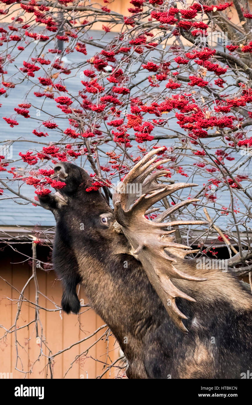 Large bull moose (alces alces) feeding on Mountain Ash berries on Aero ...
