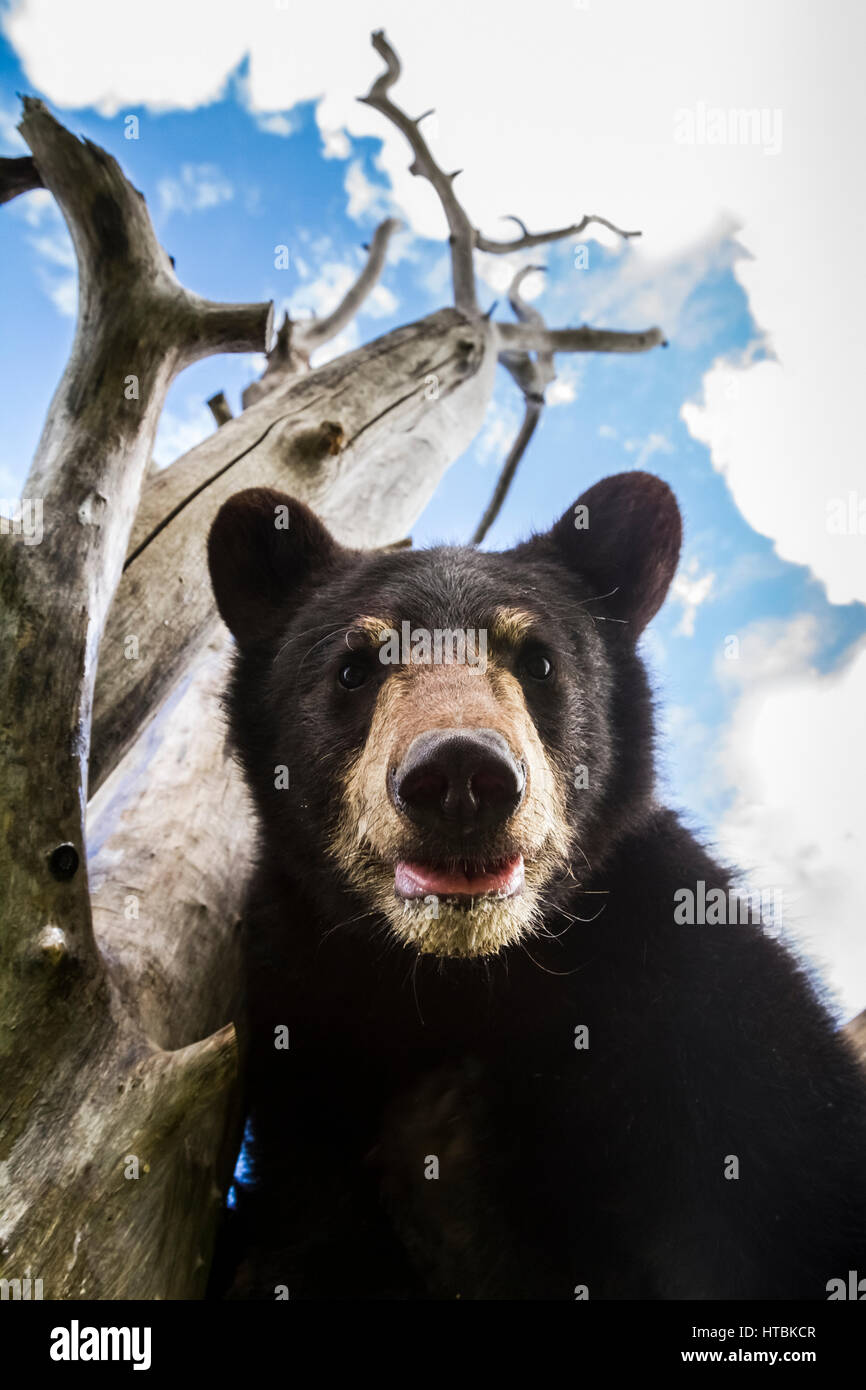 Taiwan black bear hi-res stock photography and images - Alamy