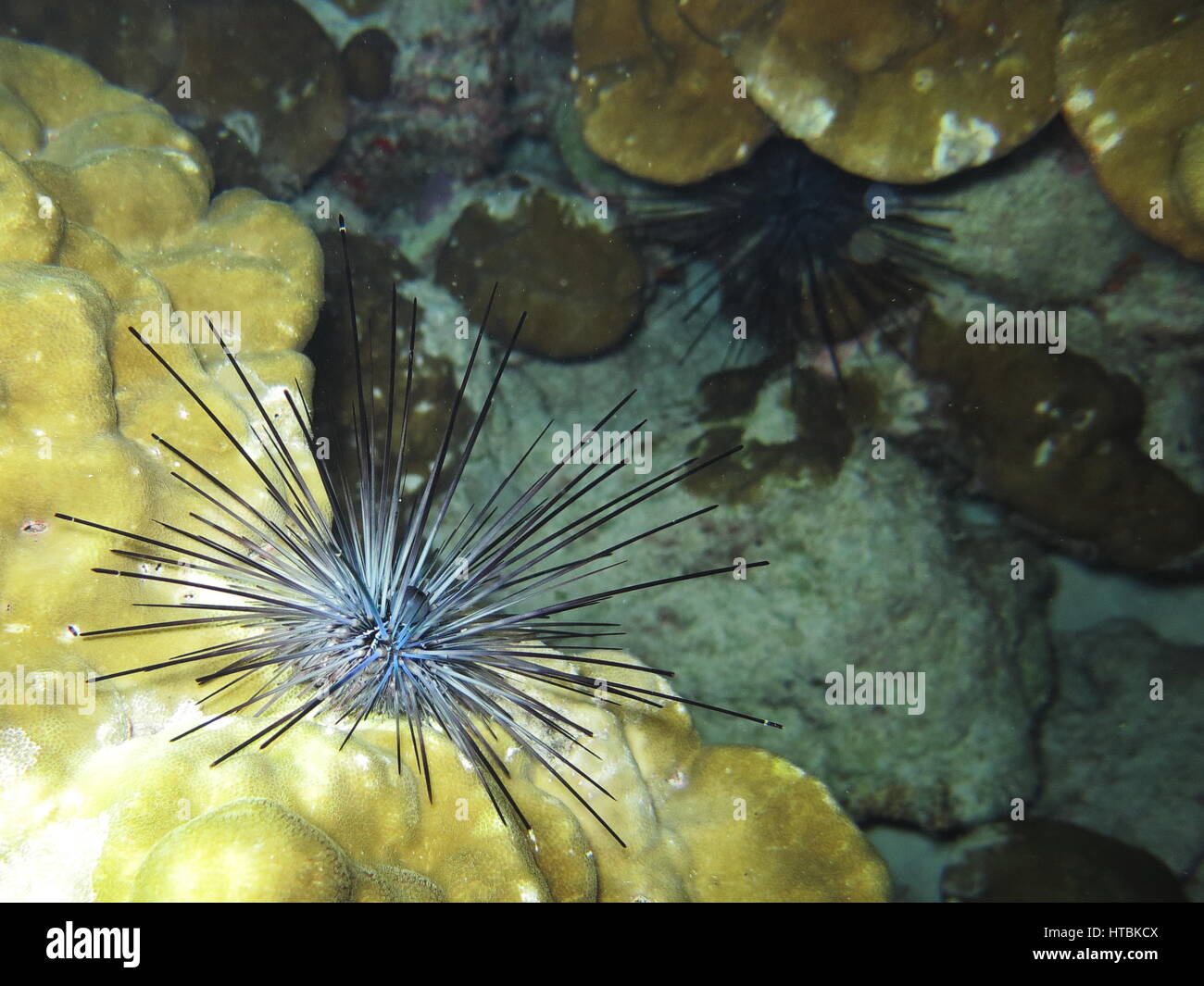 Diadema antillarum hi-res stock photography and images - Alamy