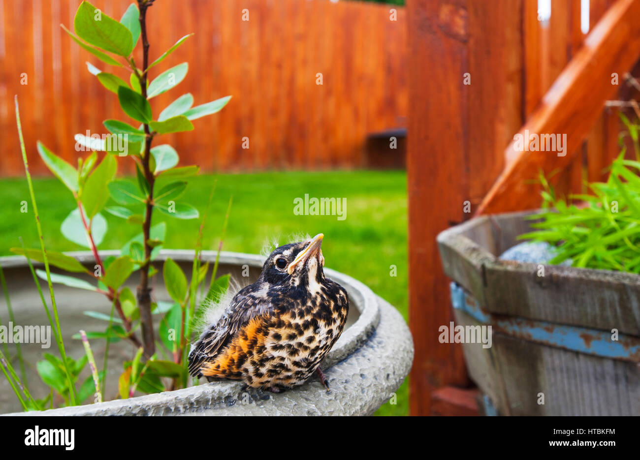 American robin flower pot hi-res stock photography and images - Alamy