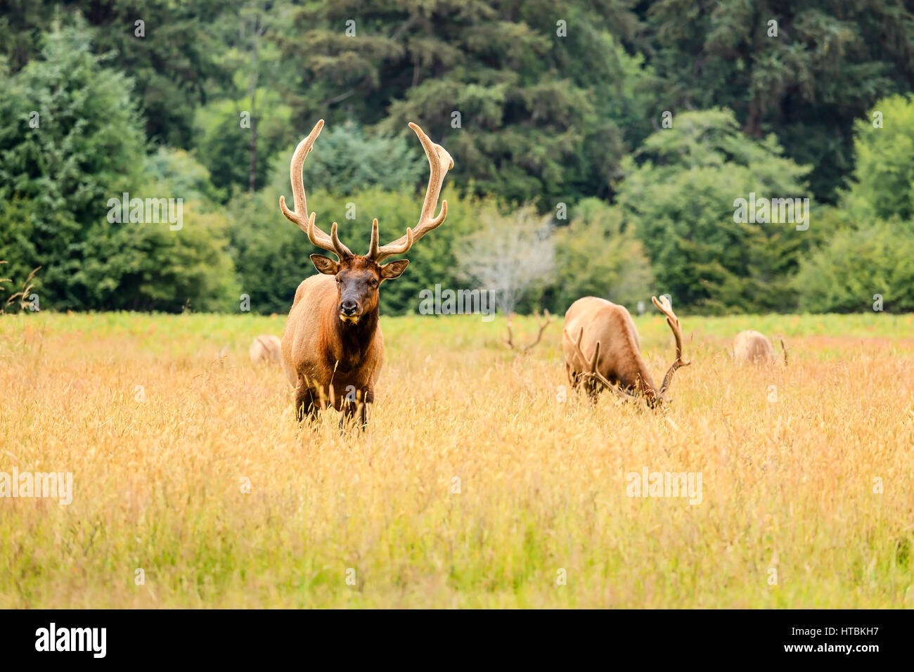 Roosevelt elk (Cervus canadensis roosevelti), Prairie Creek, Redwood ...