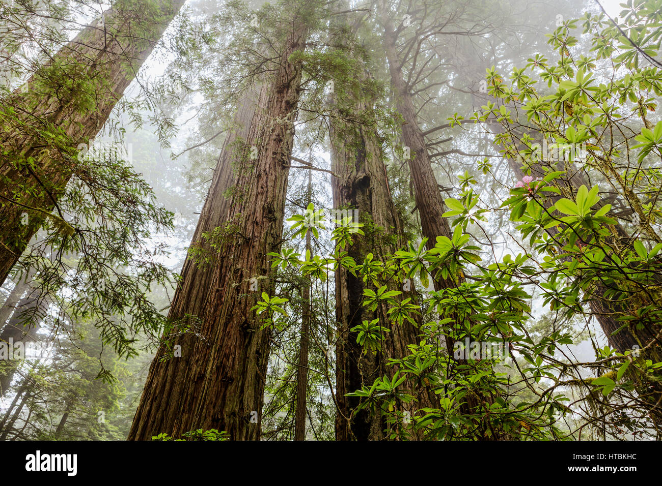 Redwood trees in fog, Redwood National and State Parks; California ...