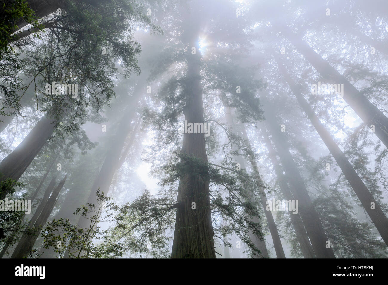 Redwood trees in fog, Redwood National and State Parks; California ...
