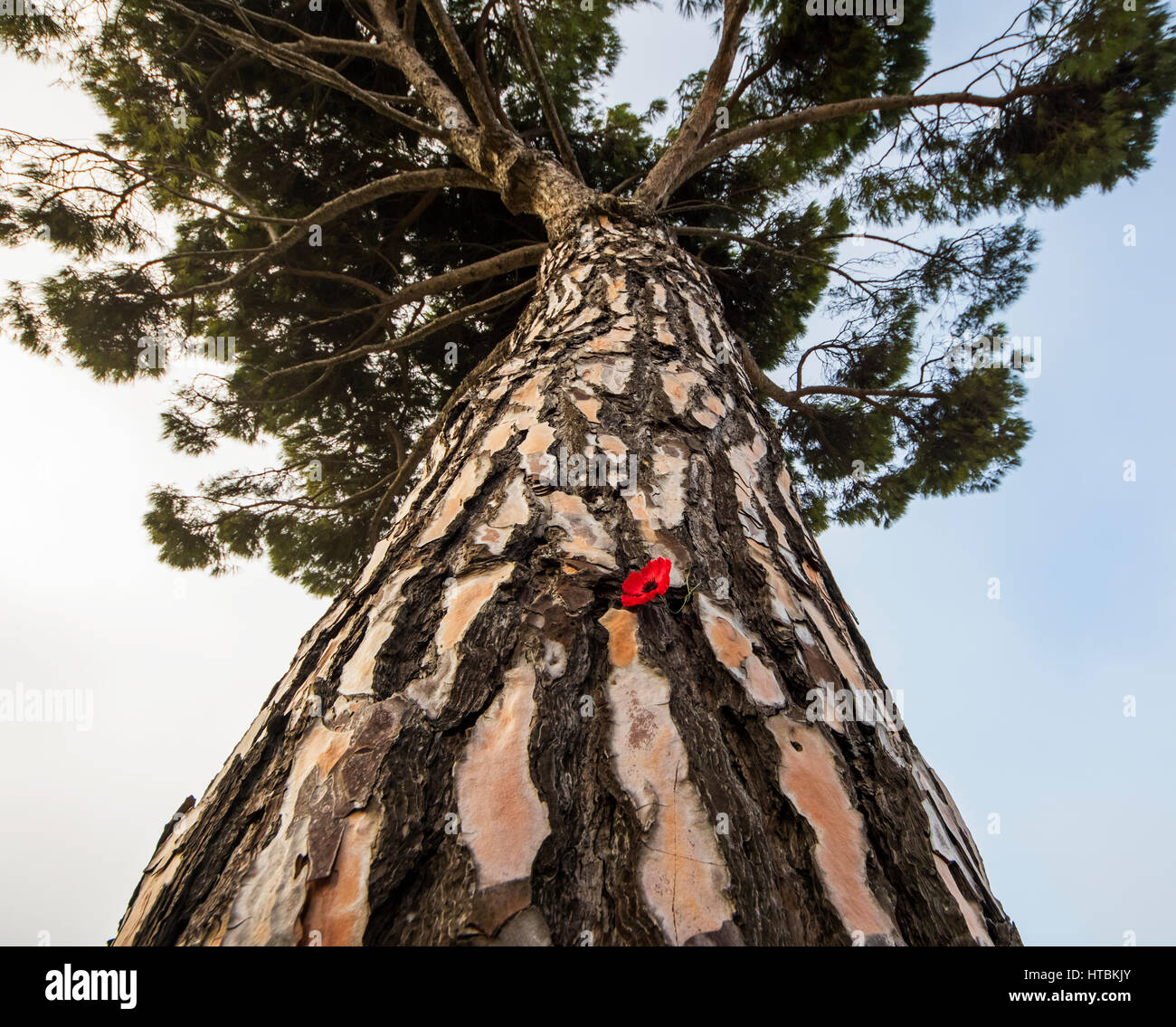 Ancestral remembrance hi-res stock photography and images - Alamy