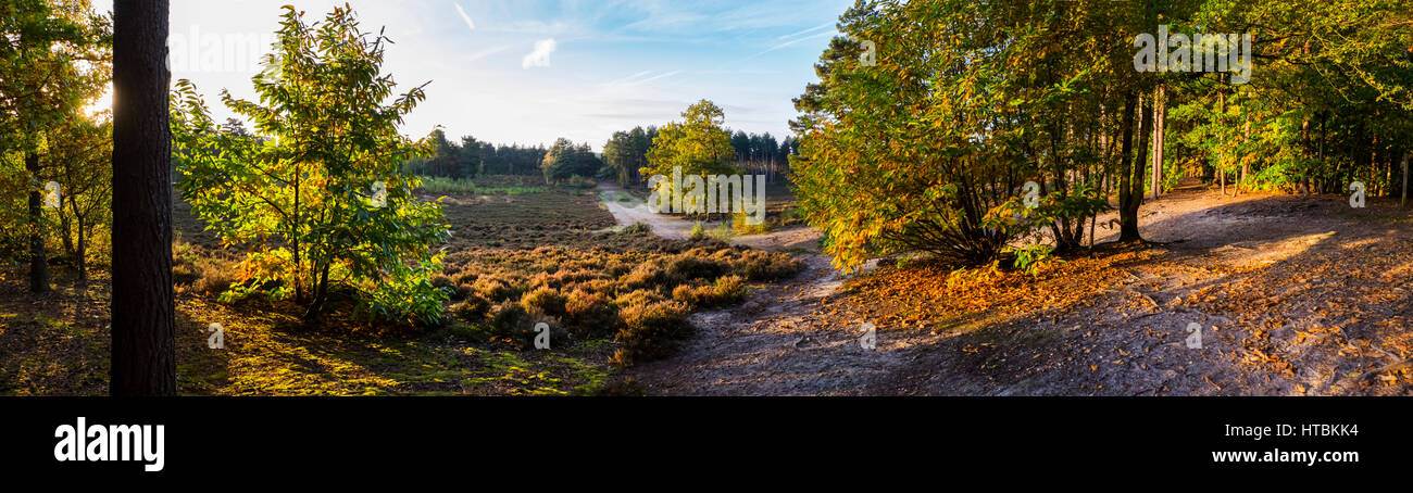 Surrey forest hi-res stock photography and images - Alamy