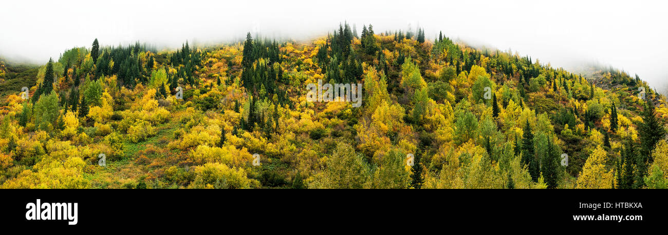 Colourful treed hillside in autumn with low fog cover; Rogers Pass ...