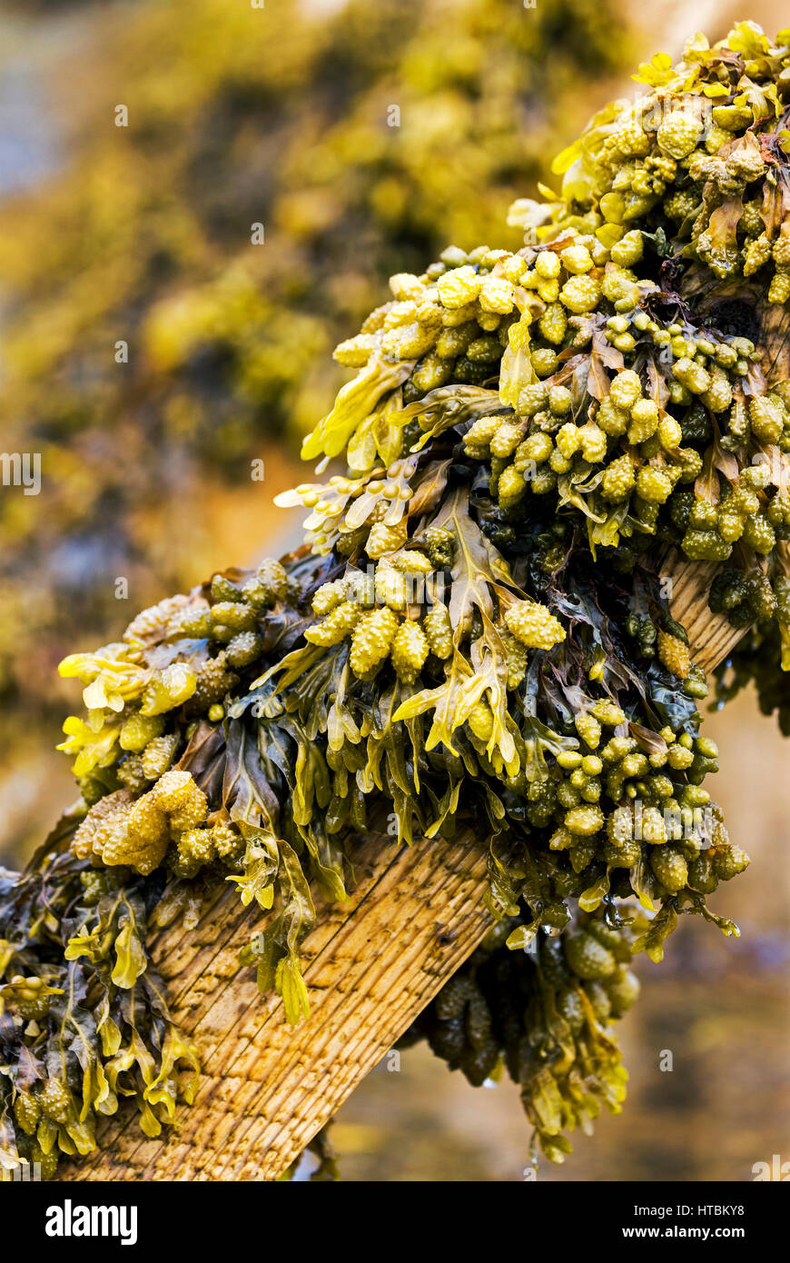 Hanging kelp hi-res stock photography and images - Alamy