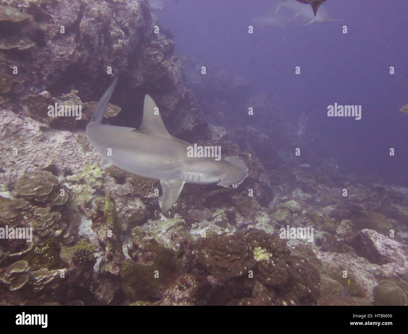 Scalloped hammerhead shark (Sphyrna lewini), Cocos island Stock Photo ...