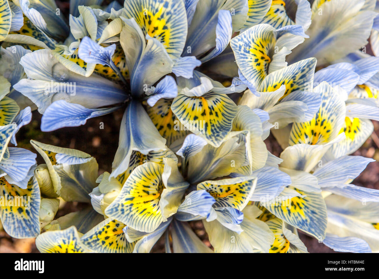 Iris reticulata Katharine Hodgkin Dwarf Irises Stock Photo - Alamy
