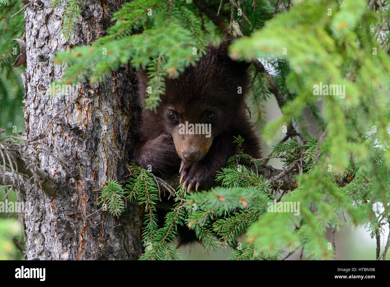 Black bear pine tree hi-res stock photography and images - Alamy