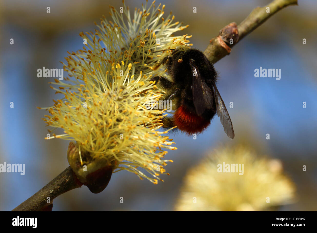 Red tailed bumblebee uk hi-res stock photography and images - Alamy