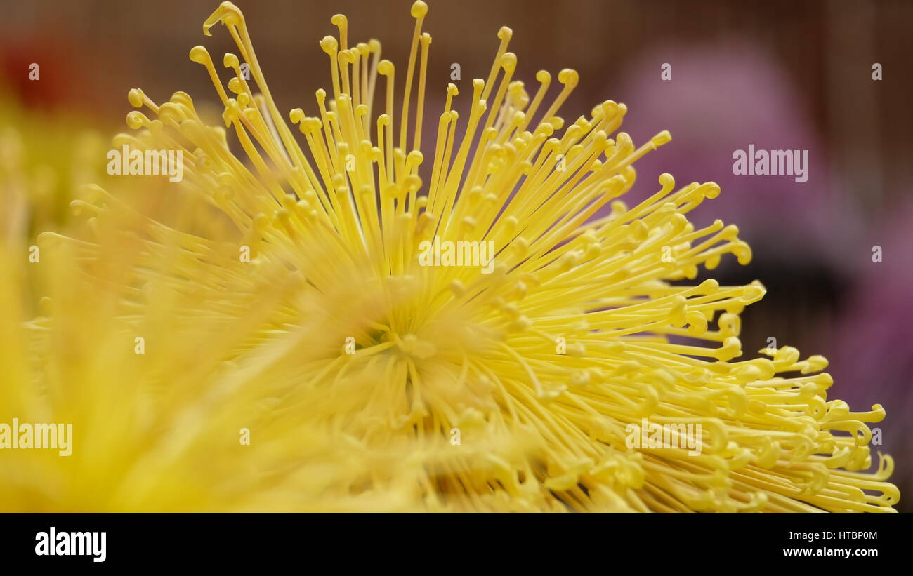 Yellow japanese chrysanthemum hi-res stock photography and images - Alamy