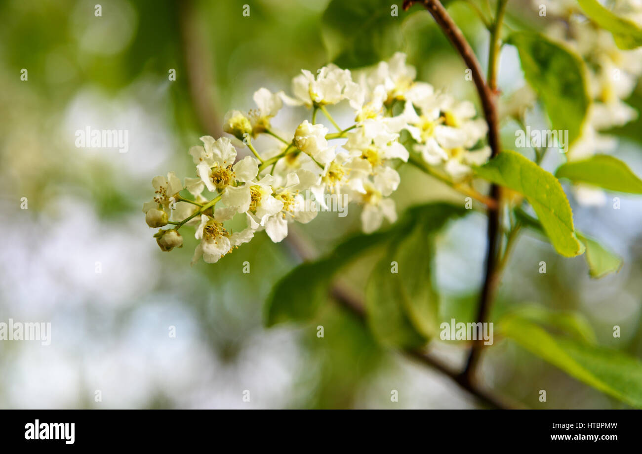 European bird cherry hi-res stock photography and images - Alamy