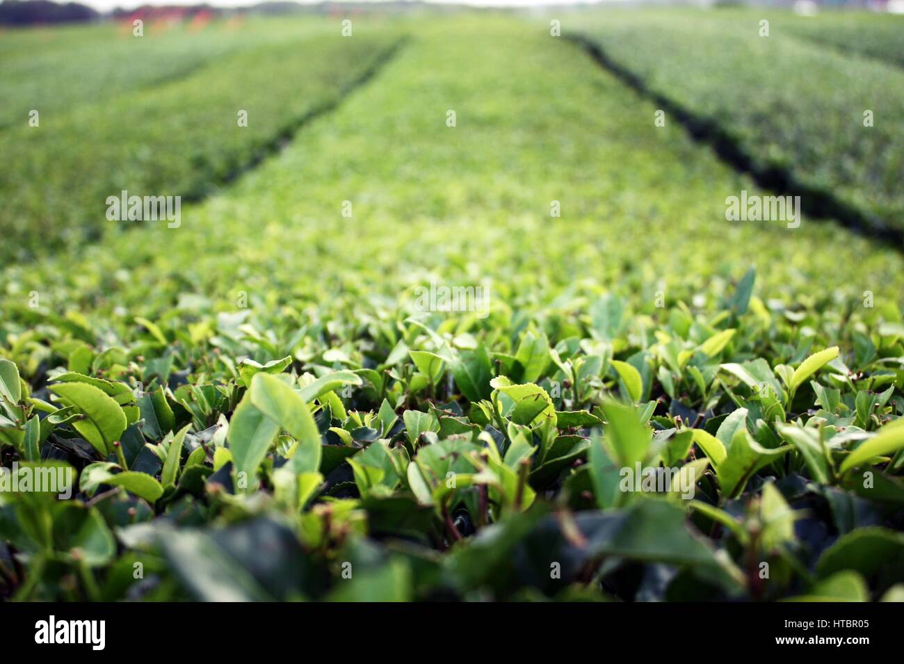close up green leaf farm Stock Photo - Alamy